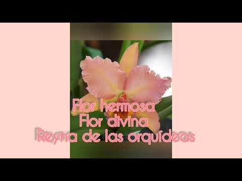 Significado y origen de CATALEYA