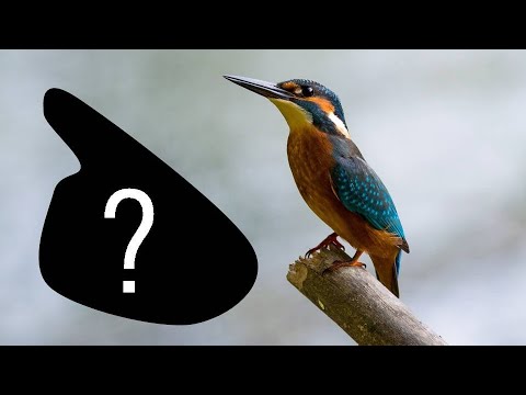 What Is Intrinsic Value? Using the Bird Test