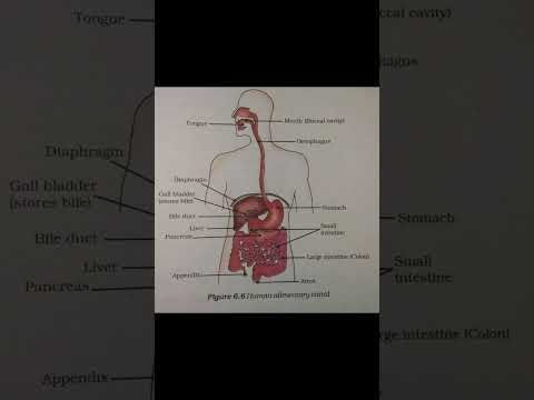 Important diagrams and topics from life processes lesson-6 science NCERT#biology #studywithme