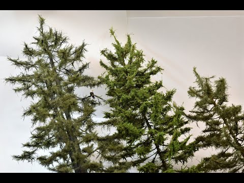 Modeling The Ultimate Model Tree | The Evergreen Conifer - Vlog #61