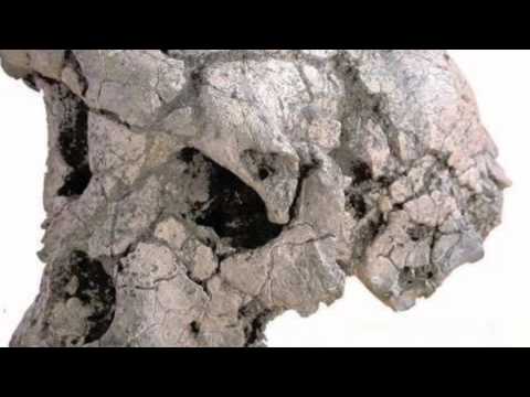 Sahelanthropus Tchadensis