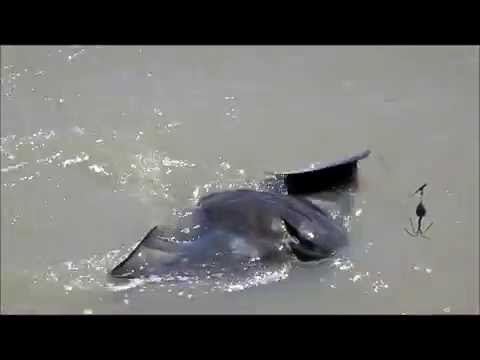 String Ray catch and release at McNear Beach - 06/03/16