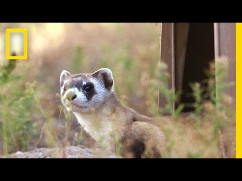 Releasing Ferrets Into Their Prairie Home | National Geographic