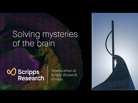 Solving mysteries of the brain: neuroscience at Scripps Research, Florida