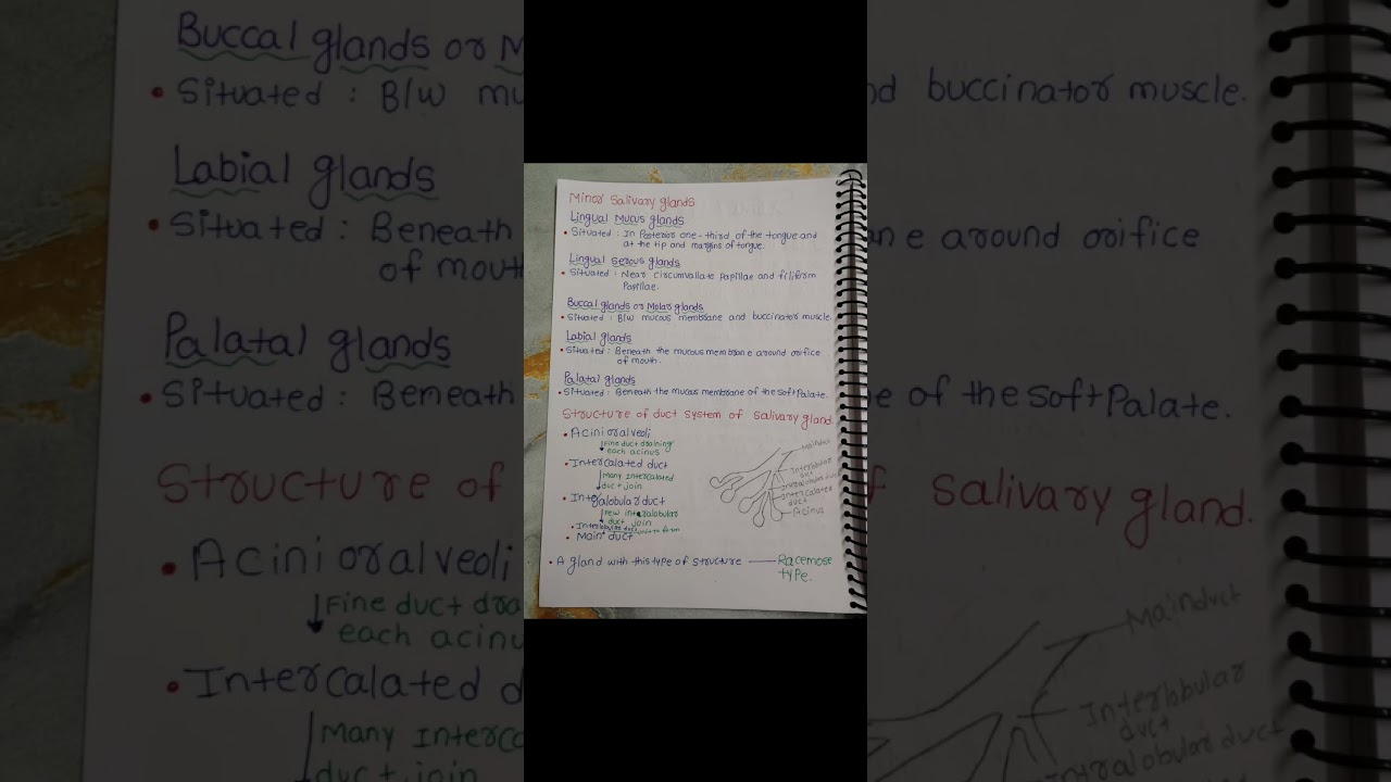 # NOTES 📝# SALIVARY GLANDS # MAJOR AND MINOR SALIVARY GLANDS # PHYSIOLOGY # FOR MEDICAL STUDENTS ⚕️