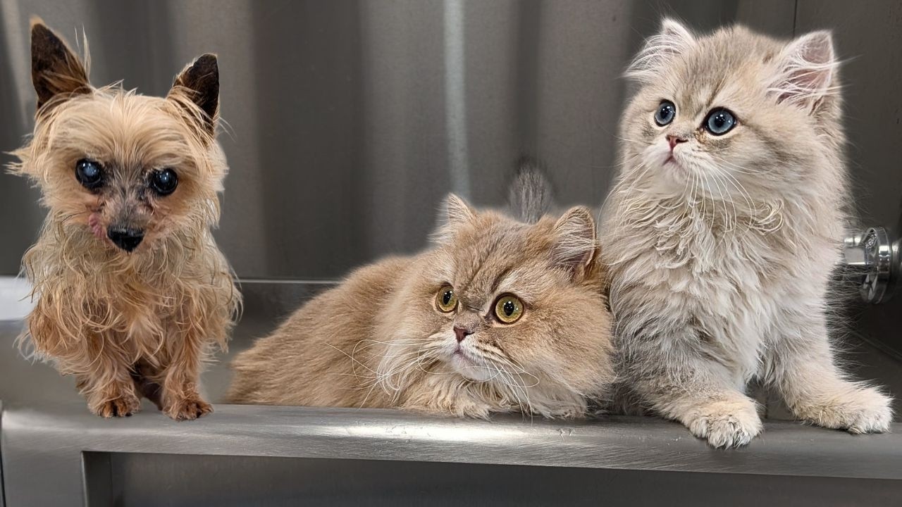 Today I groomed my cats & whatever my dog is...