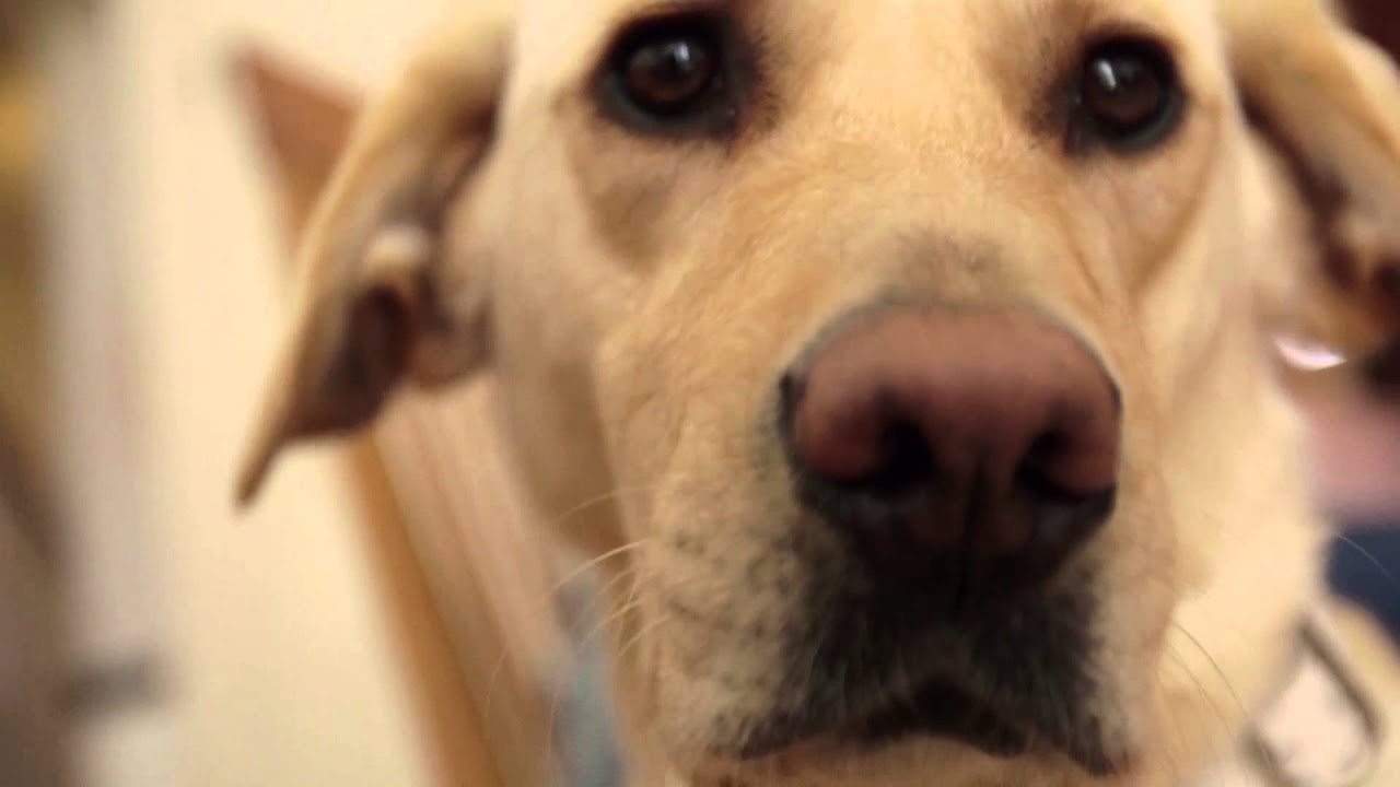 From precious pup to working guide dog