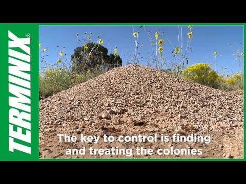 How To Get Rid of Ants with Terminix Ant Control