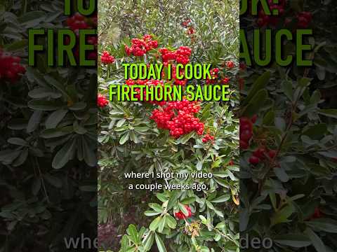 cooking with FIREthorn, how to make firethorn sauce #firethorn #foraging
