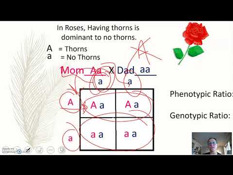 Introduction to Genetics