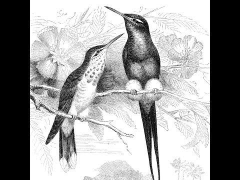 Hummingbird banding
