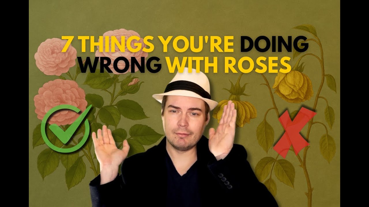 7 Things You're Doing WRONG With Roses