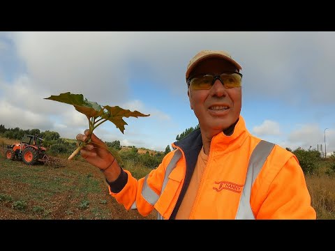 How I grow melons #I found a very poisonous plant