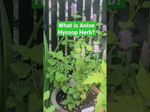 What is Anise Hyssop? #gardening101 #gardeningtips #herbs #herbalife #herbal #herbs101