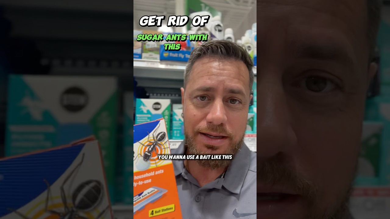 How to Get Rid of Sugar Ants? Ant treatment that works. #shorts #fyp #ants #pestcontrol