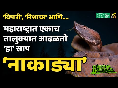 महाराष्ट्रात एकाच तालुक्यात आढळणारा साप | Hump nosed Pit Viper snake information in marathi
