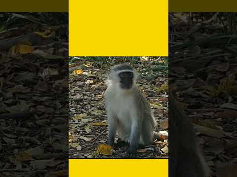 Animals Starting With V - Learn Animal Words That Start With Letters V v #abc#animals#viral #shorts