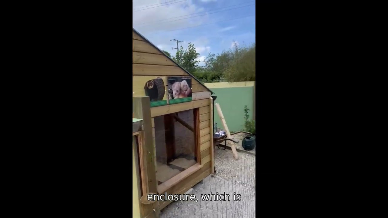 Polecat & Ferrets Moving   Made with Clipchamp