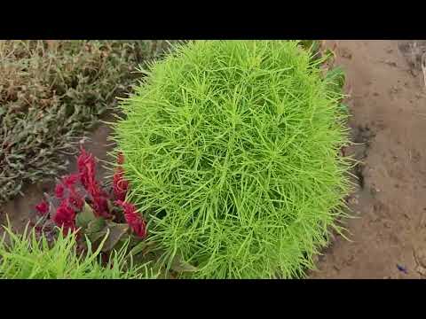 Fire bush/ Kochia weed by Anita Fageria