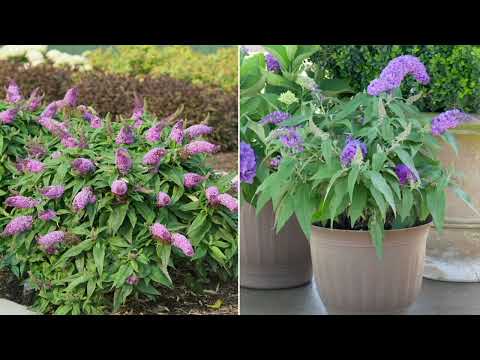 Roberta's 1-Piece Proven Winners Flowering Live Butterfly Bush on QVC