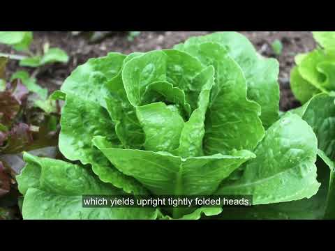 Types of Lettuce to Grow