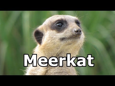 Meerkat Sounds & Pictures ~ Learn The Sound A Meerkat Makes ~ Animal Sounds