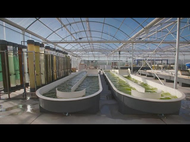 Alg Nedir? Faydaları, Yetiştiriciliği, Özellikleri - Nefis Yemek Tarifleri