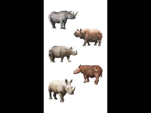 🦏 5 Types Of Rhinoceros Of The World | Types Of Rhinoceros | Rhino Species
