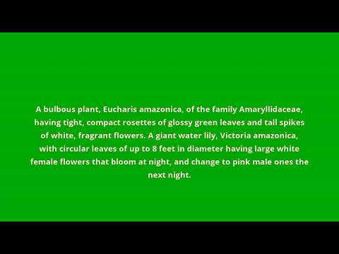 what is the meaning of Amazon lily