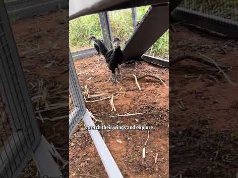 This Chicken Tractor Perfect for Backyard Chicken Keepers!#aivituvin