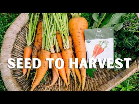 Watch This BEFORE You Grow Carrots