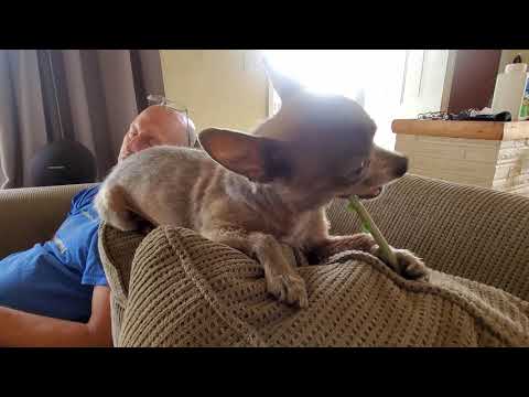 Pepper eating stems of collard greens.