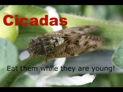What Are Cicadas - Bugs You Can Eat - MomPrepares