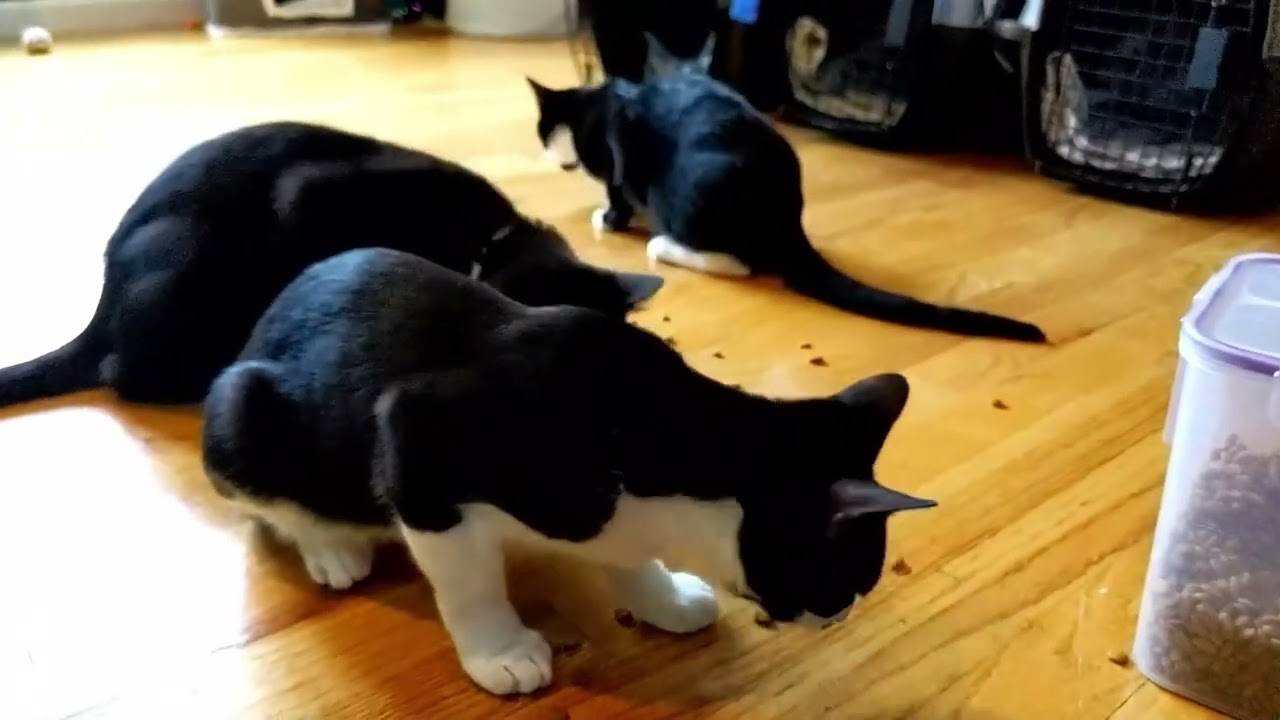 2025-05-22 Micro: Neuters & Kneading