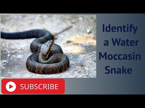 Identify a Water Moccasin Snake