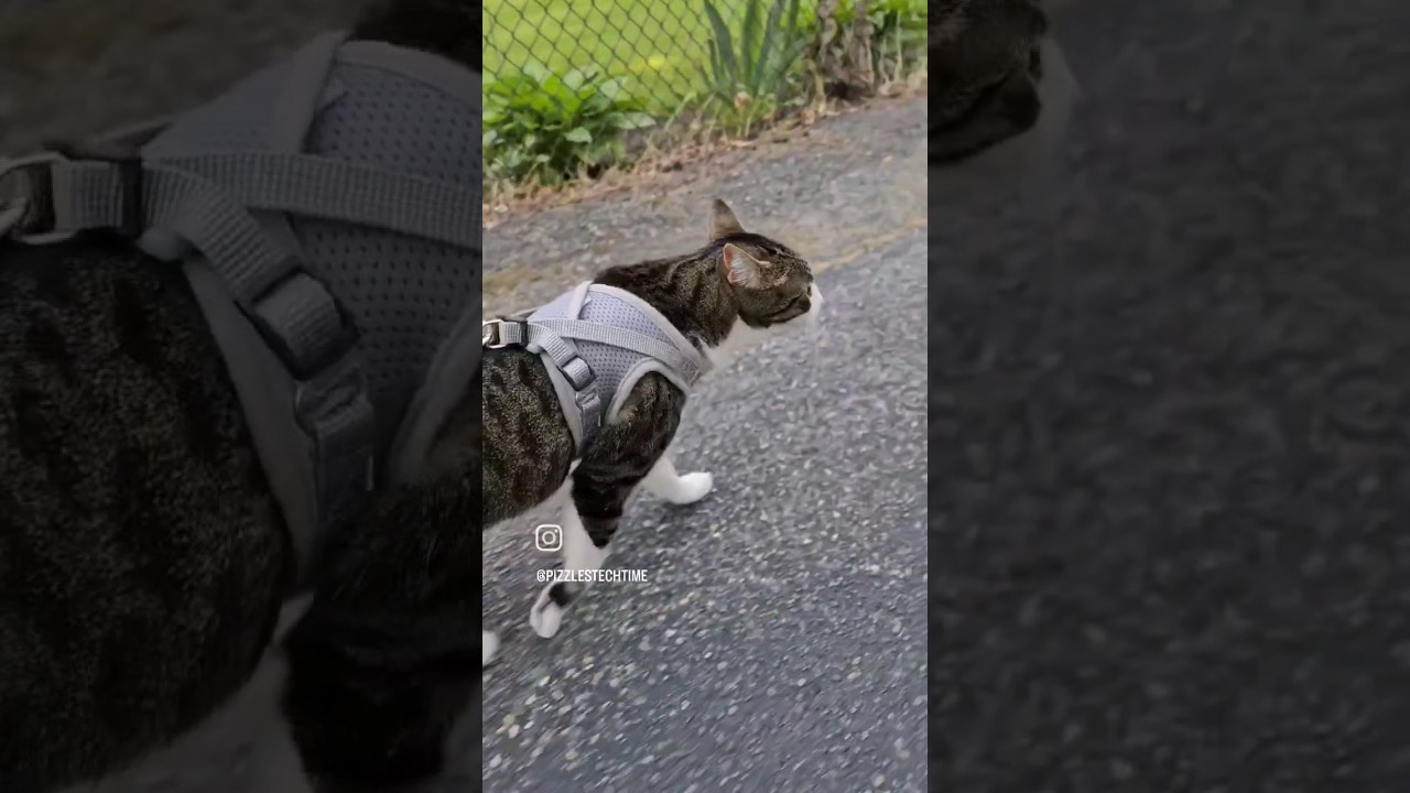 Rolling the days away... #catonleash #catdaddy #catlover