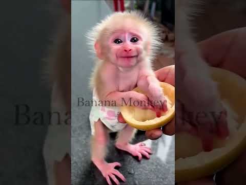 Funny baby monkey face 😆🙈🙈