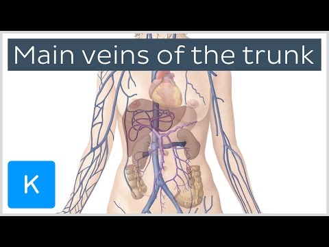 Main Veins of the Trunk (preview) - Human Anatomy | Kenhub