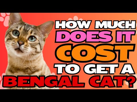 How Much Does It Cost to Get a Bengal Cat?π±π²