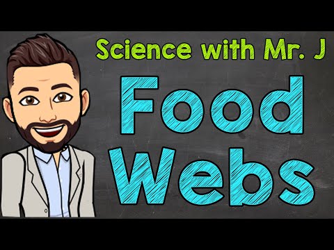 Food Webs | What are Food Webs?