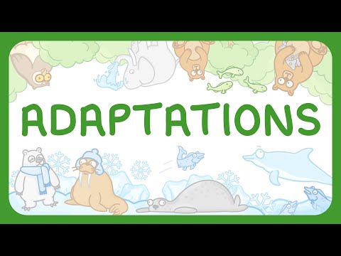 GCSE Biology - Adaptations | Structural | Behavioural | Functional
