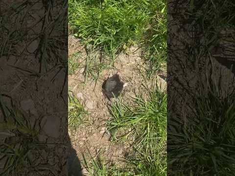 Whack-A-Mole country edition #moles #mole #rodents
