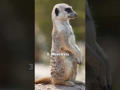 3 Interesting Facts About Meerkats! #shorts