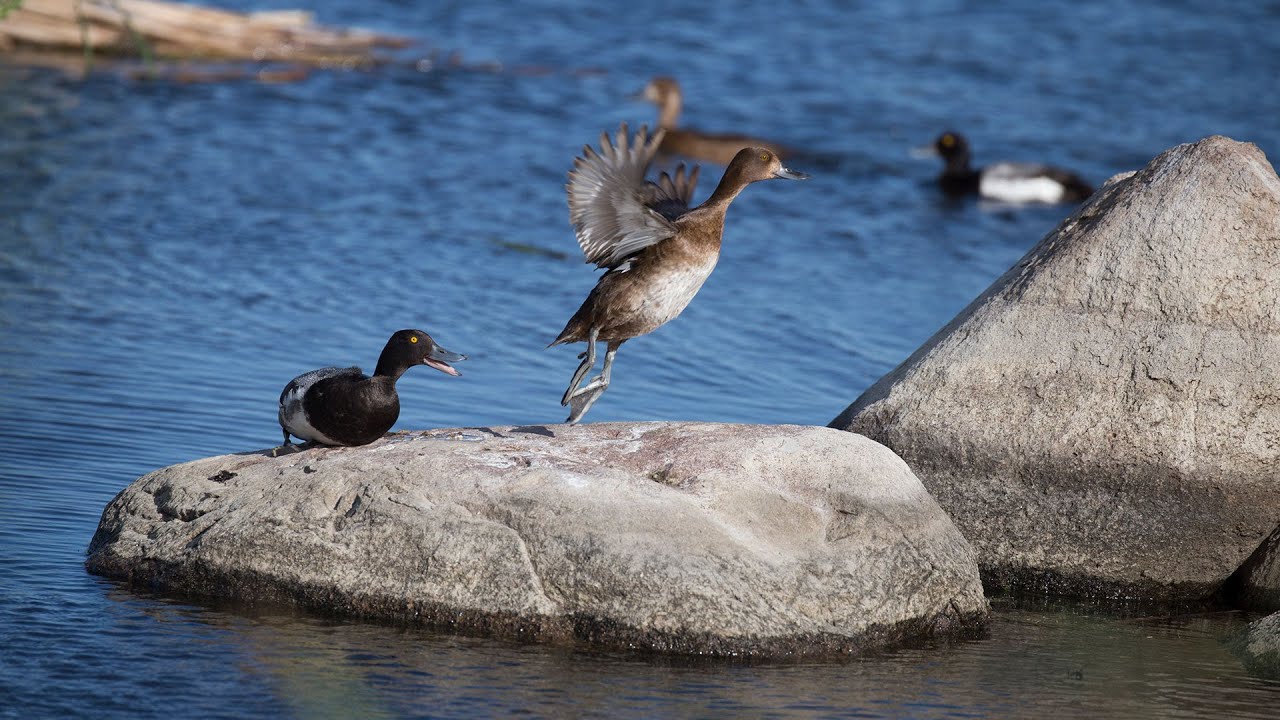 2019 Breeding Duck Survey - NDGNF - 05-30-19
