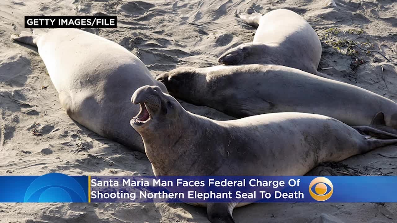 Santa Maria Man Faces Federal Charge Of Shooting Northern Elephant Seal To Death