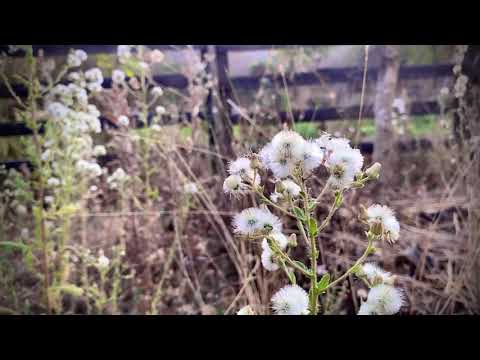 Dandelions in the wind | Nature Web