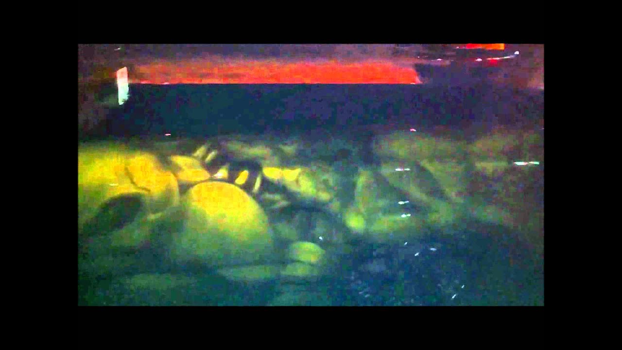 Straight out of Hell  Matt Lynch