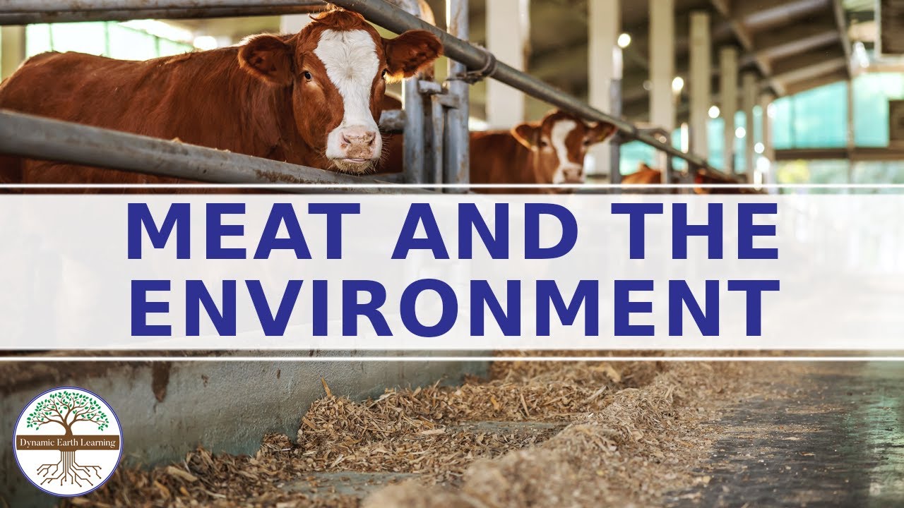 Meat and the Environment -E-Learning Explainer Video