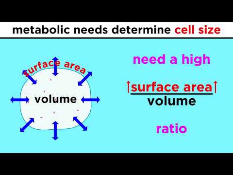 Prokaryotic Cells: The Simplest Kind of Life