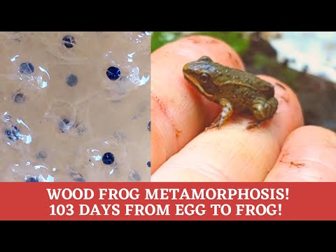 Miracle of Metamorphosis in 103 days! Egg to tadpole to frog!